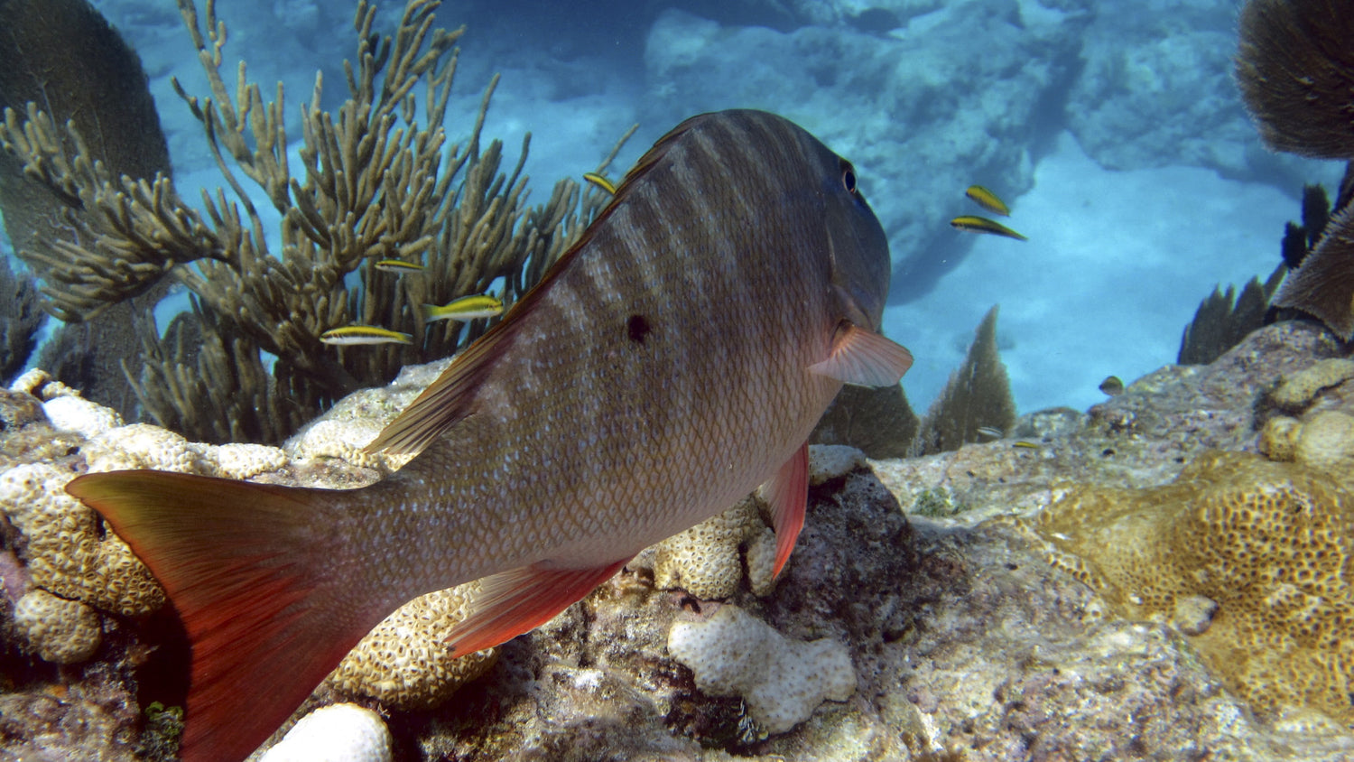 Mutton Snapper Fishing - Baits, Rigs, Techniques & More – One Stop Marine