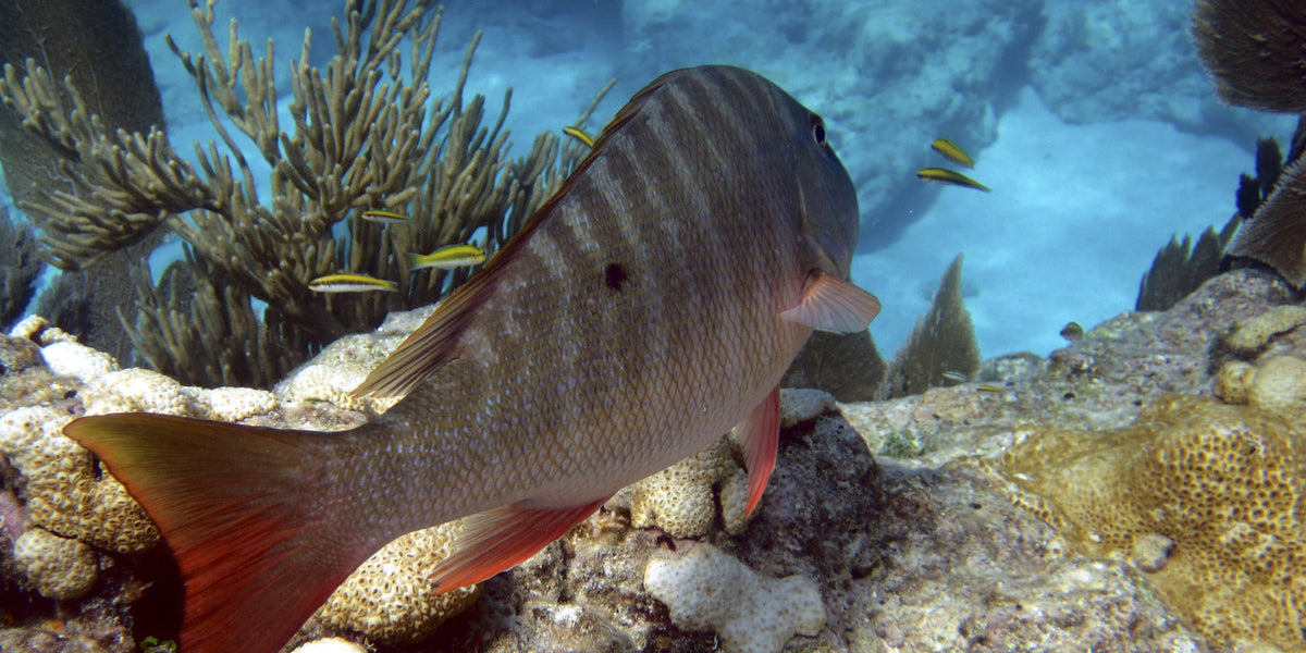 Mutton Snapper Fishing - Baits, Rigs, Techniques & More