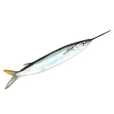 Ballyhoo Selects 6 Pack - Frozen – One Stop Marine