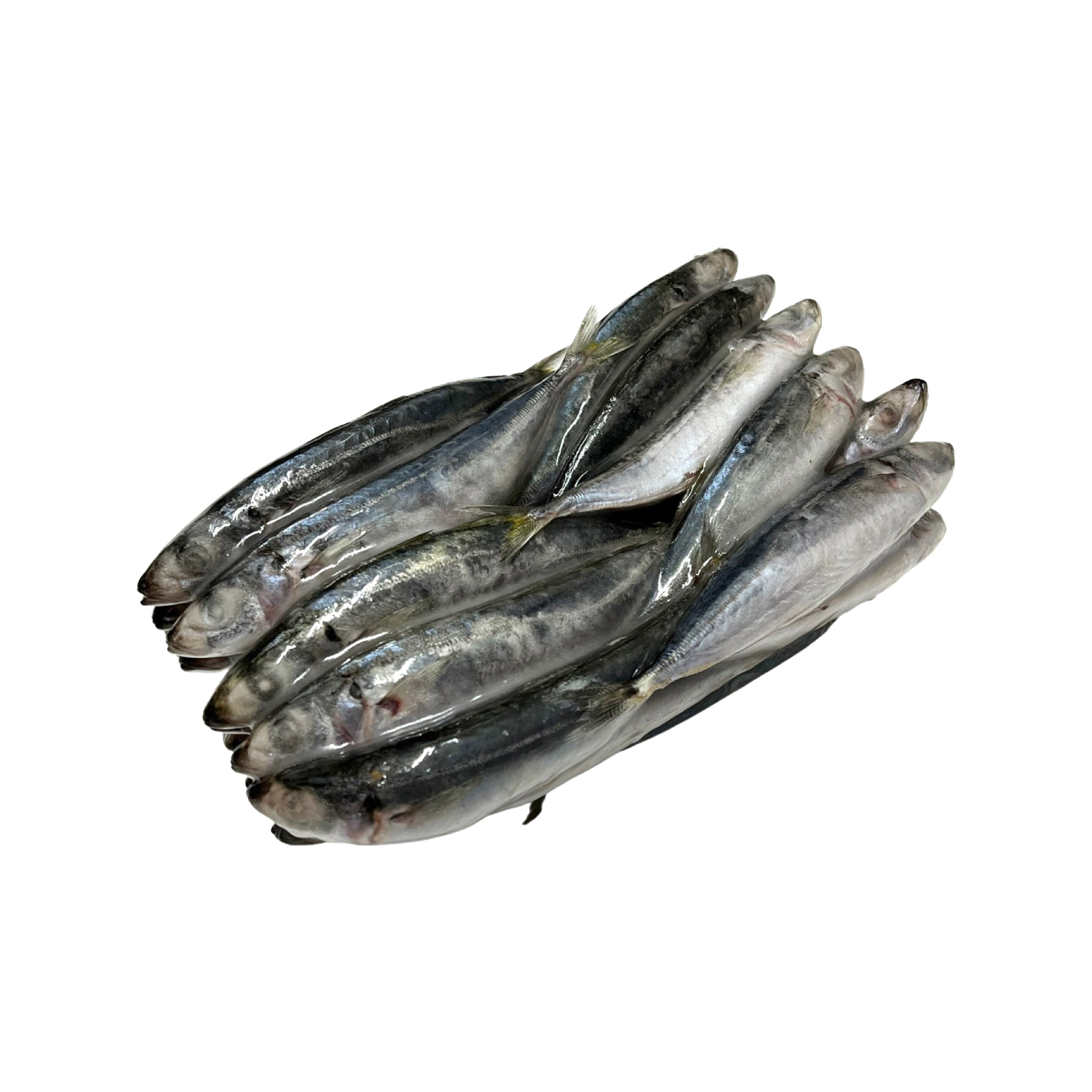 Cigar Minnow 5 lb - Frozen 85775003035